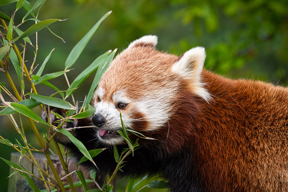 Book a Coach Holiday to The Isle of Wight | Daish's Holidays